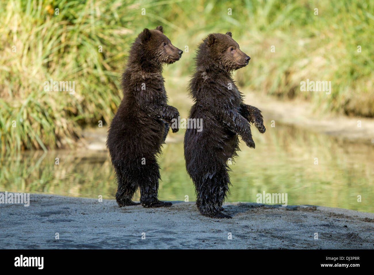 USA, Alaska, Katmai National Park, Coastal Brown Bear Spring Cubs ...
