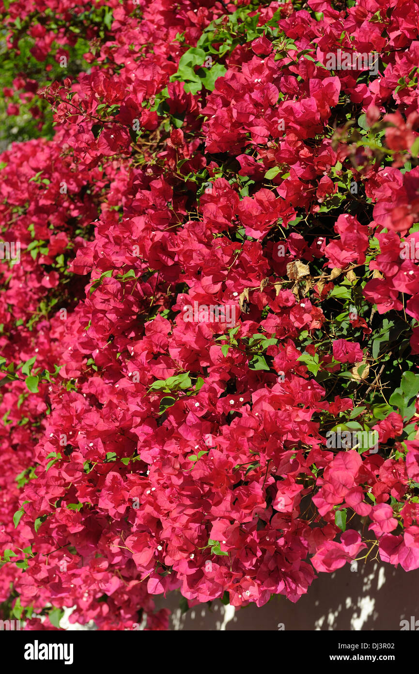 Red flower background Stock Photo - Alamy