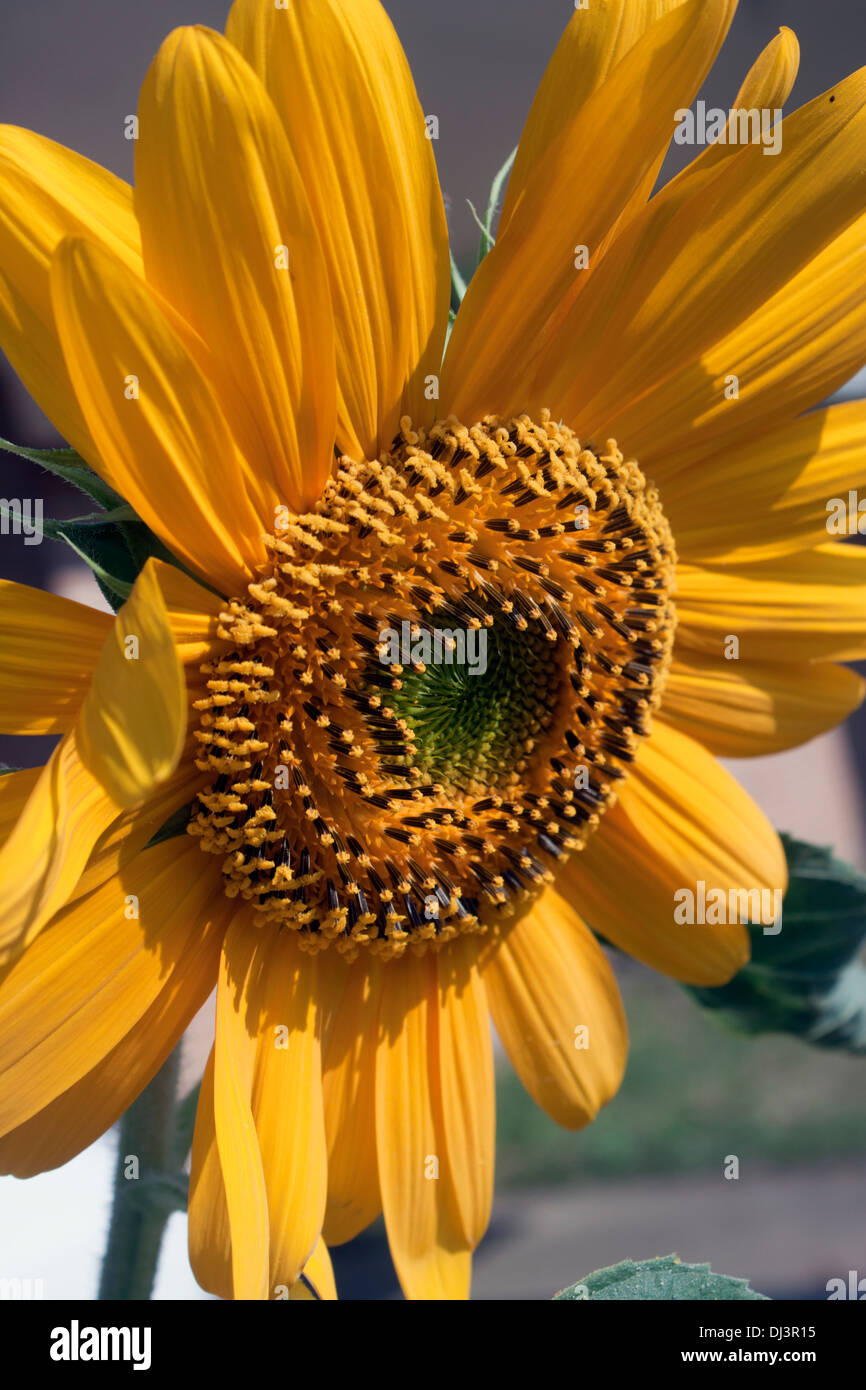 Giant sunflower field hi-res stock photography and images - Alamy