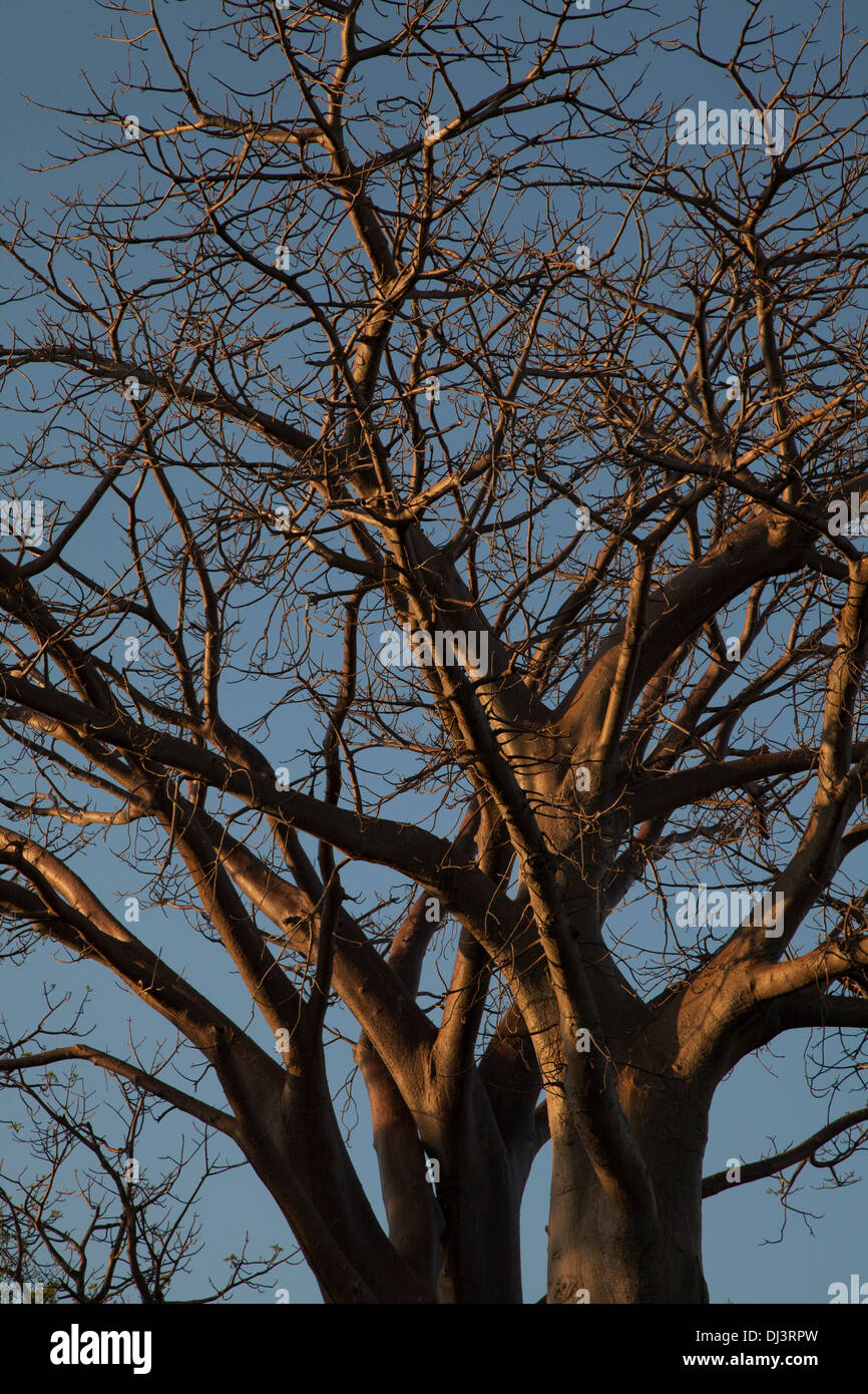 Baobab trees in Africa, close up Stock Photo - Alamy