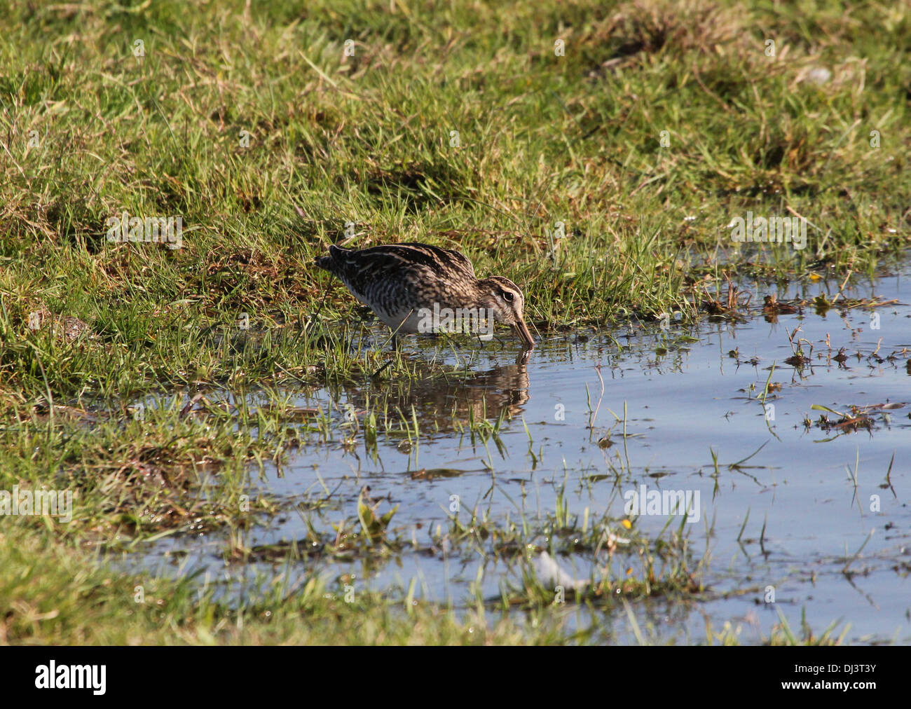 Common Snipe (Gallinago gallinago) foraging in coastal wetlands Stock ...