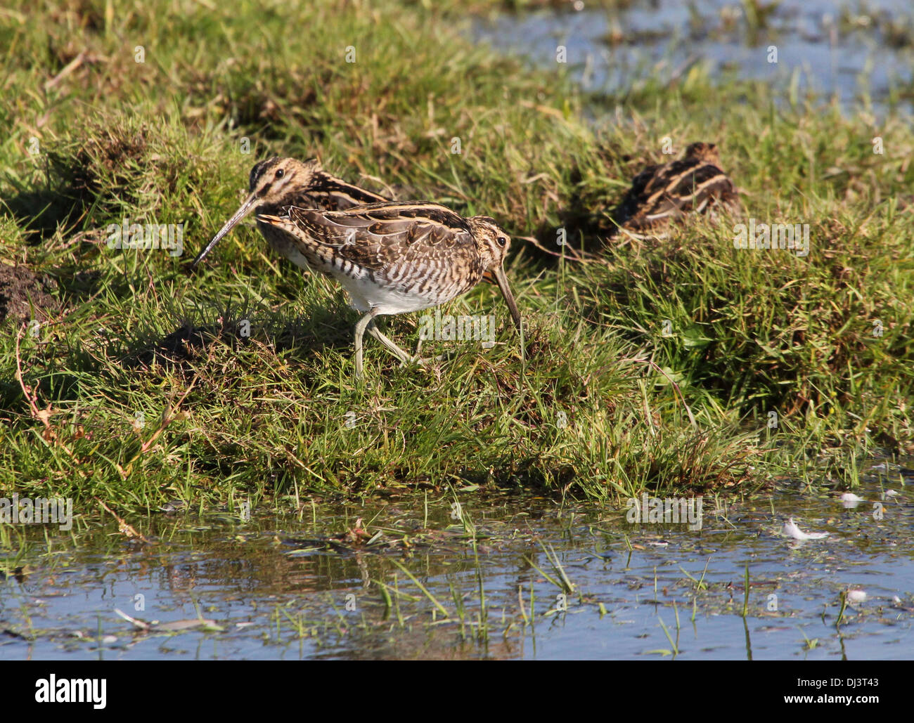 Common snipe agachadiza comun hi-res stock photography and images - Alamy