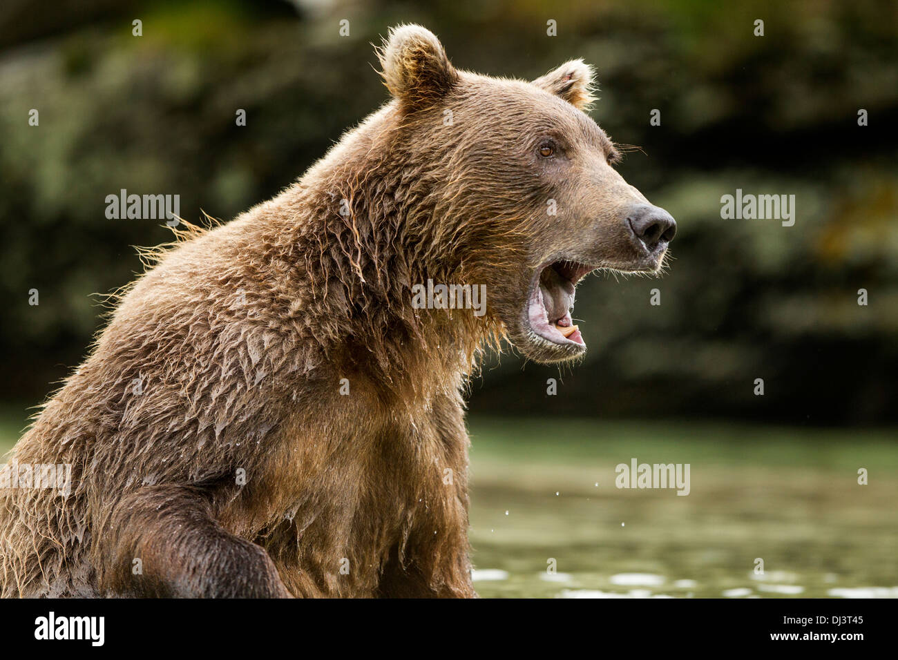 Growling grizzly bear hi-res stock photography and images - Alamy