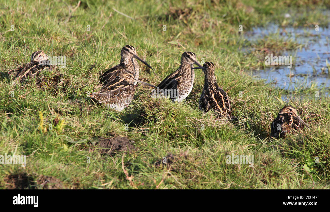 Group common snipes gallinago gallinago hi-res stock photography and ...