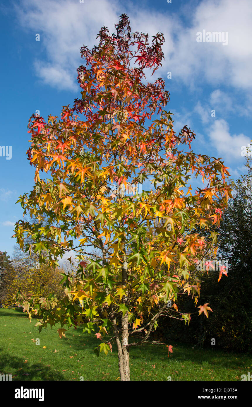 Colorful autumn tree Stock Photo - Alamy