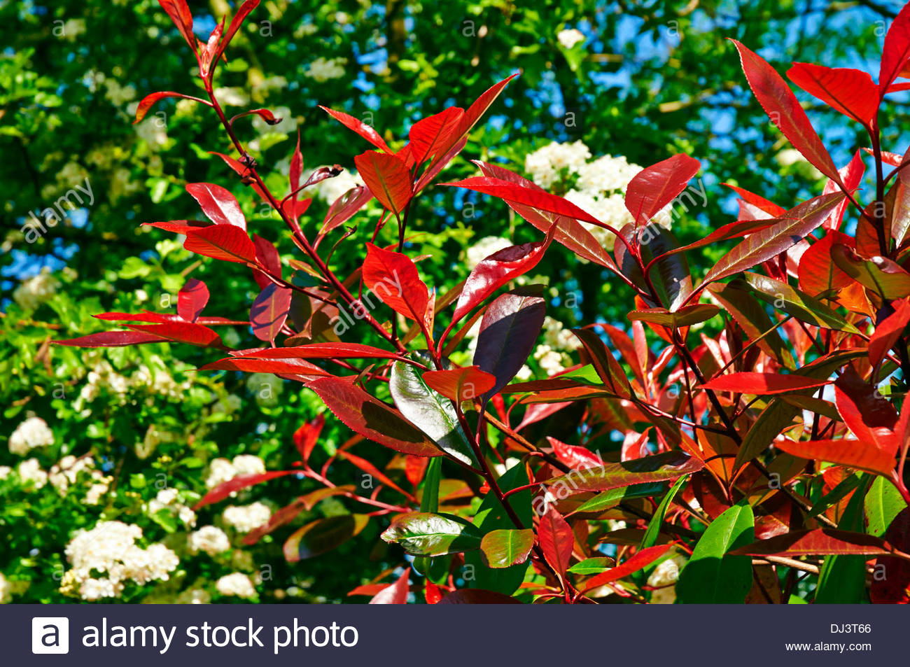 Photinia Tree High Resolution Stock Photography and Images - Alamy