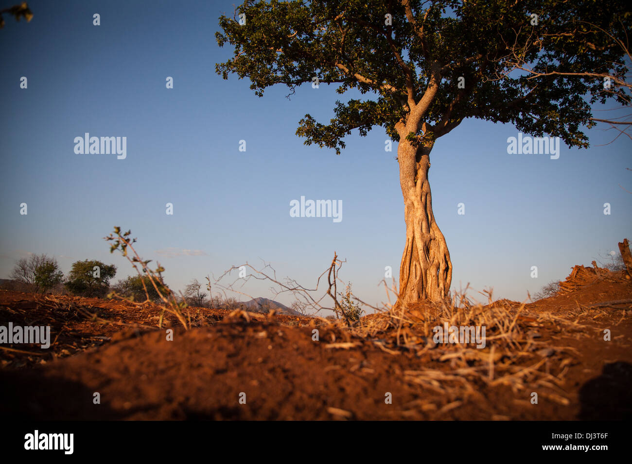 Wild fig tree hi-res stock photography and images - Alamy