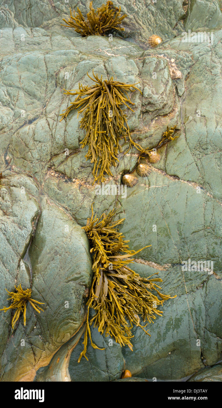 Beach pebbles rocks shells hi-res stock photography and images - Alamy