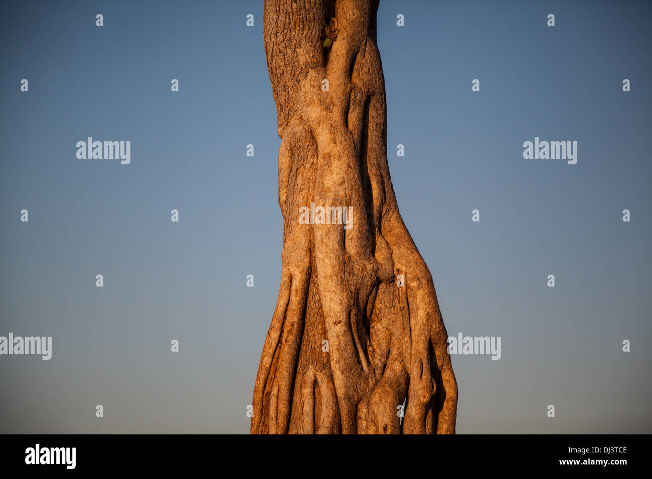 Wild fig tree hi-res stock photography and images - Alamy