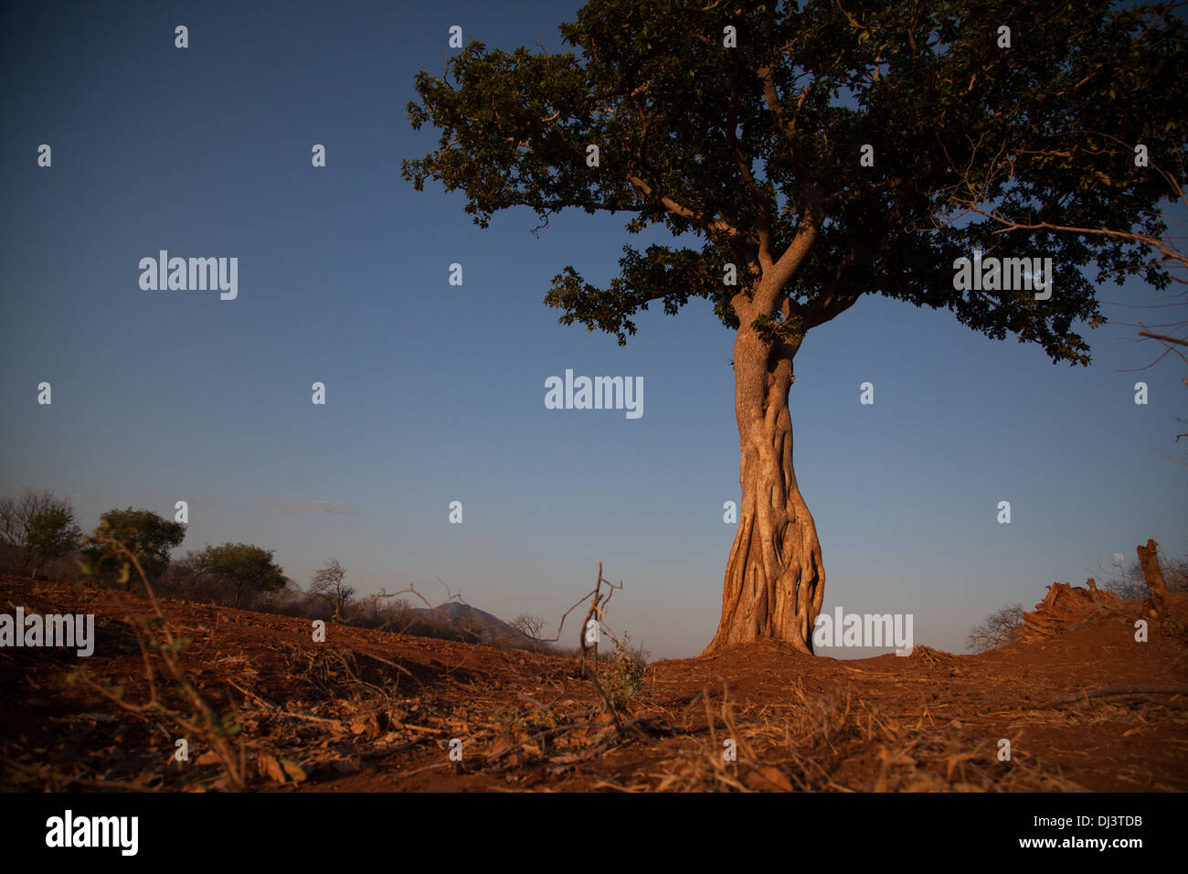 African wild fig tree in red soil in the Lower Zambezi National Park ...