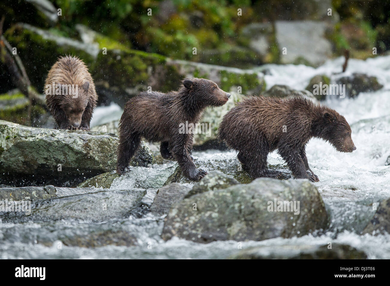 USA, Alaska, Katmai National Park, Coastal Brown Bear Spring Cubs ...