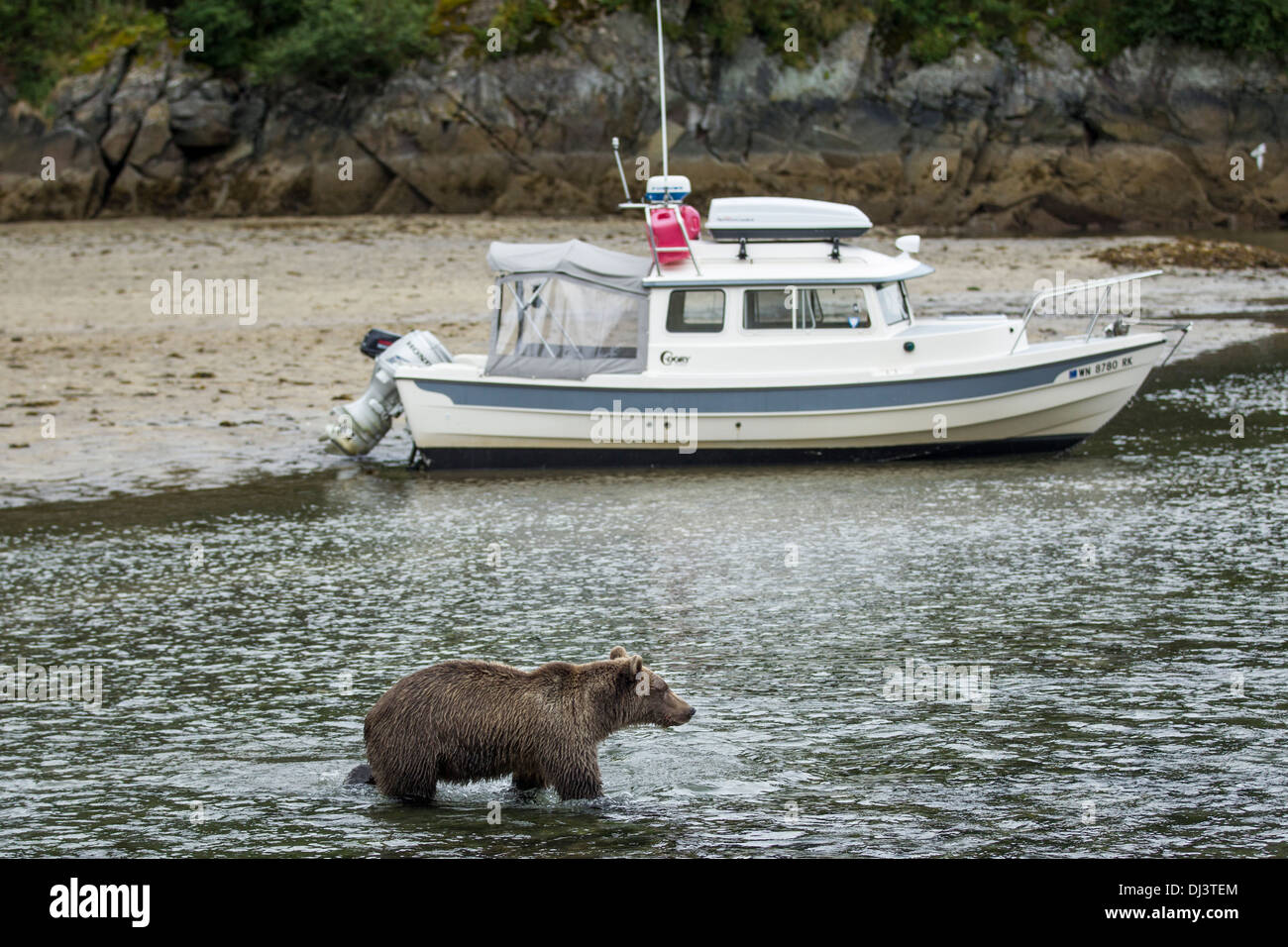 USA, Alaska, Katmai National Park, Coastal Brown Bear (Ursus arctos ...