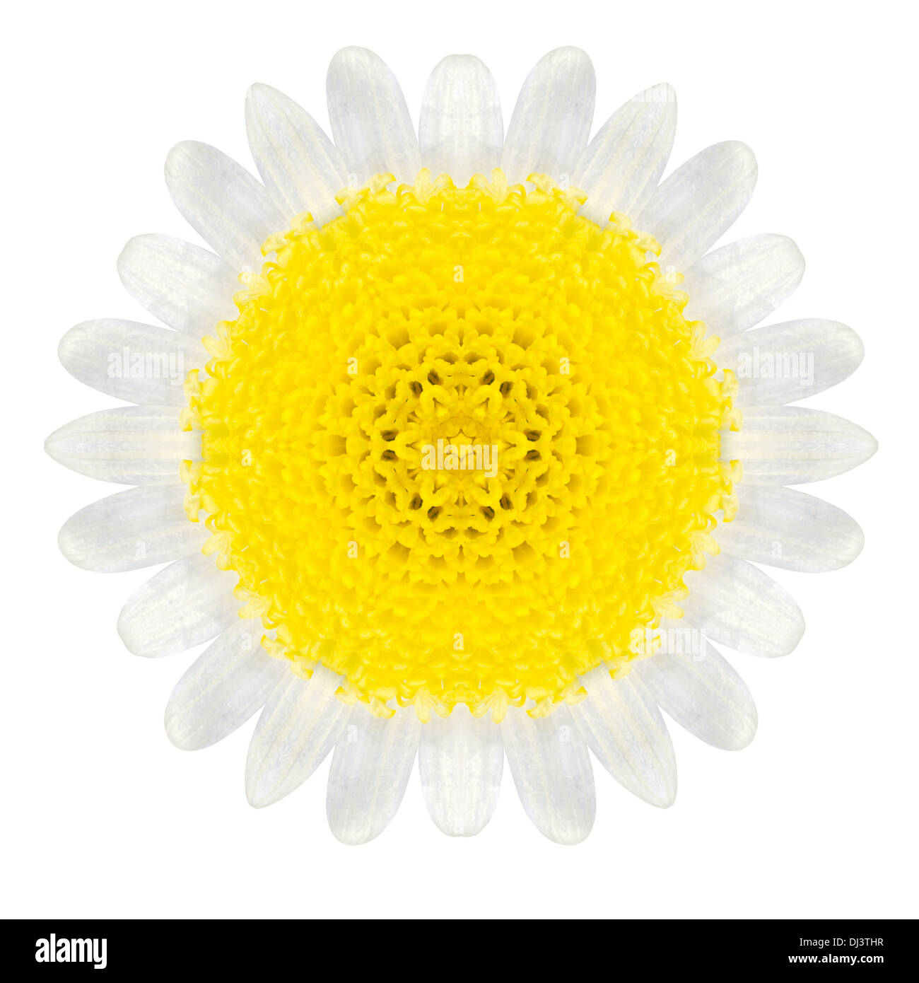 Concentric Flower Daisy Isolated on White Background. Kaleidoscopic ...