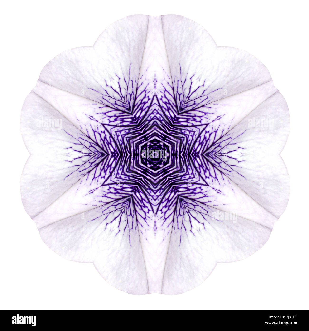 White Concentric Morning Glory Flower Isolated on Plain Background ...