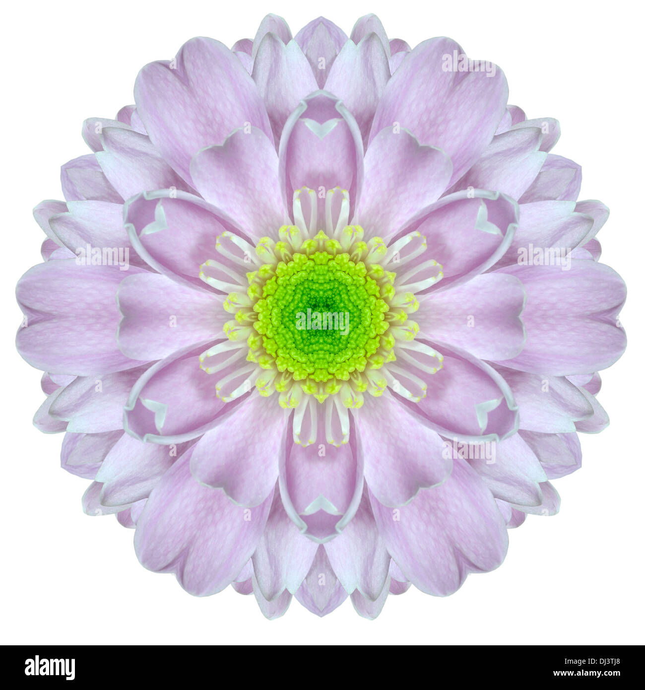 Concentric Flower Chrysanthemum Isolated on White Background ...