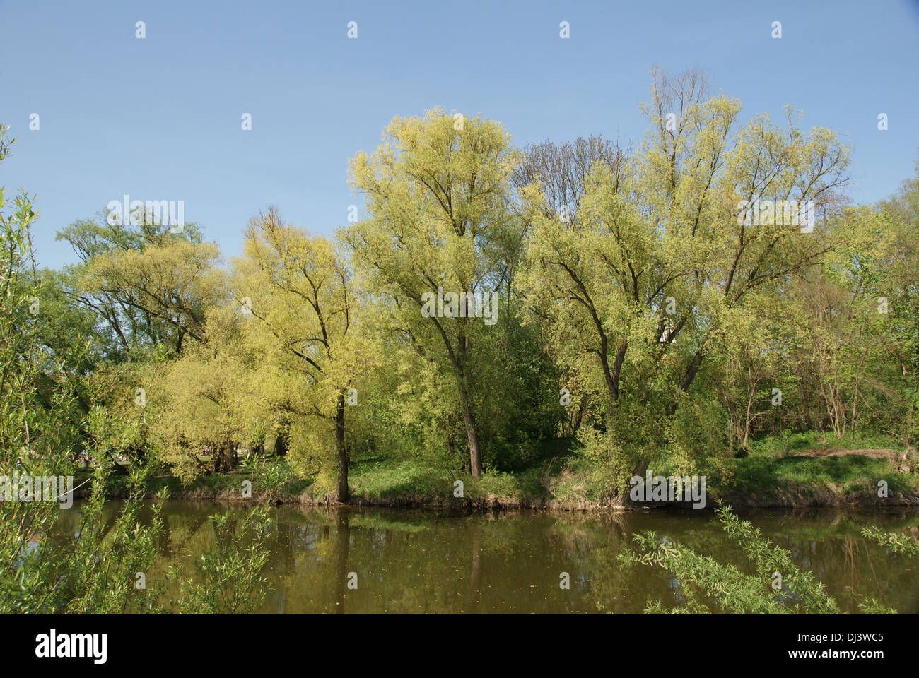 White willow hi-res stock photography and images - Alamy