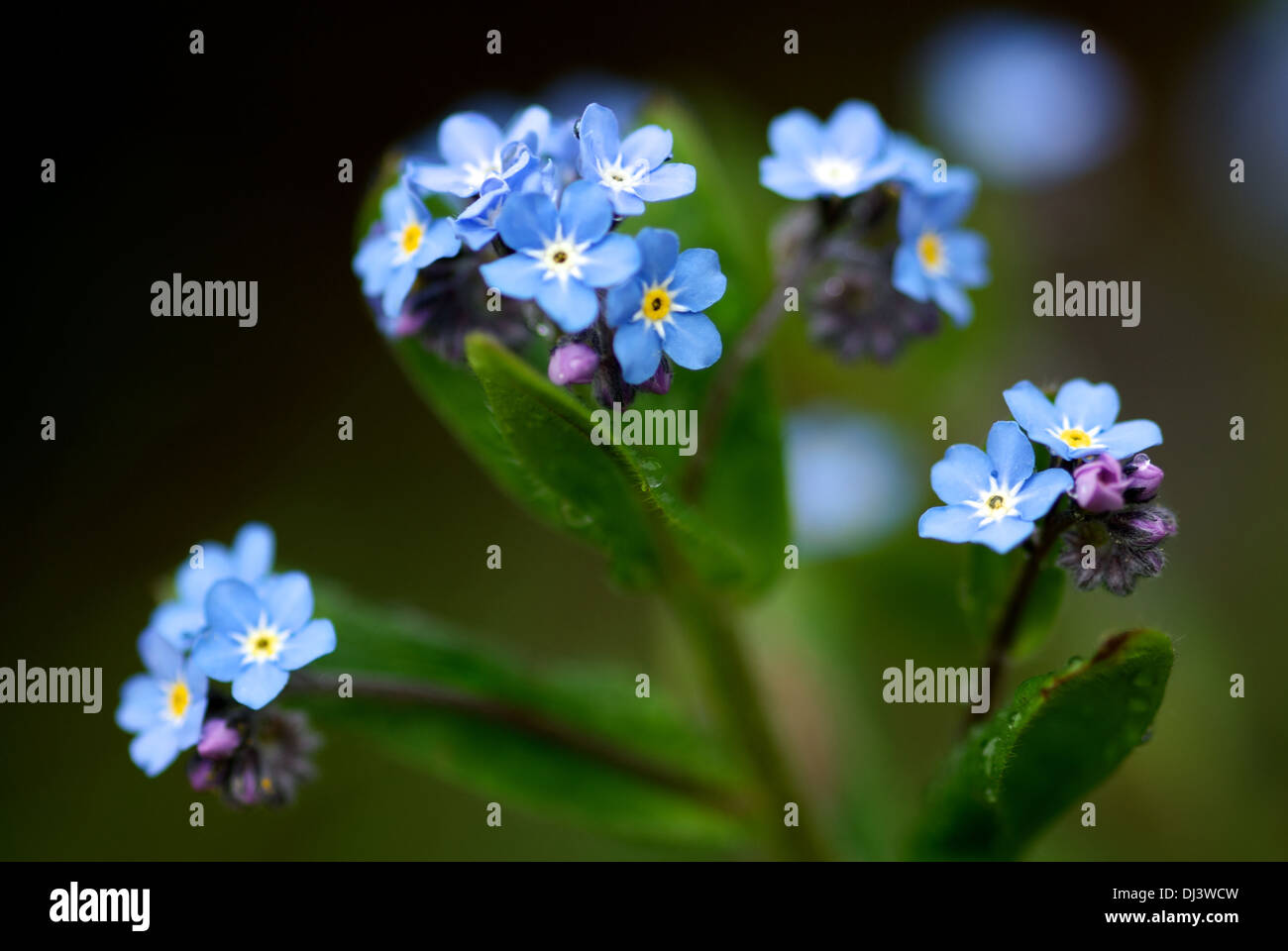 Little blue flowers Stock Photo - Alamy