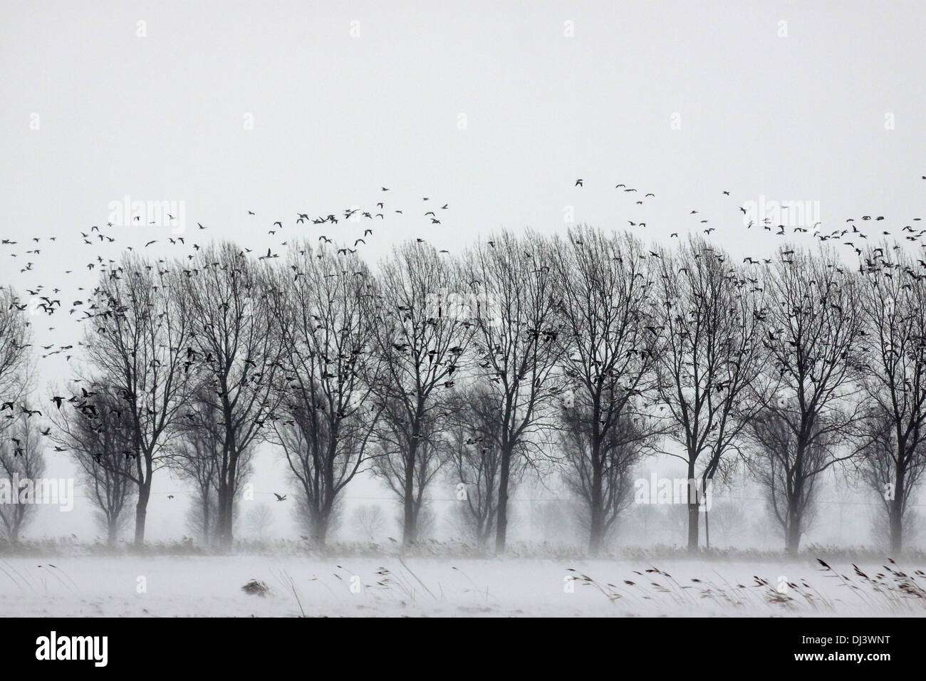 Goose barnacle tree hi-res stock photography and images - Alamy
