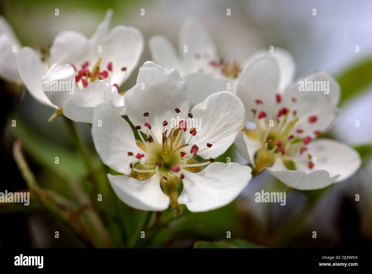 Springblossom hi-res stock photography and images - Alamy