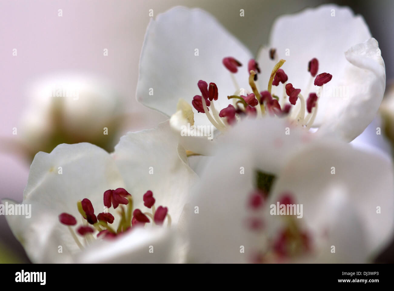Spring_blossom hi-res stock photography and images - Alamy