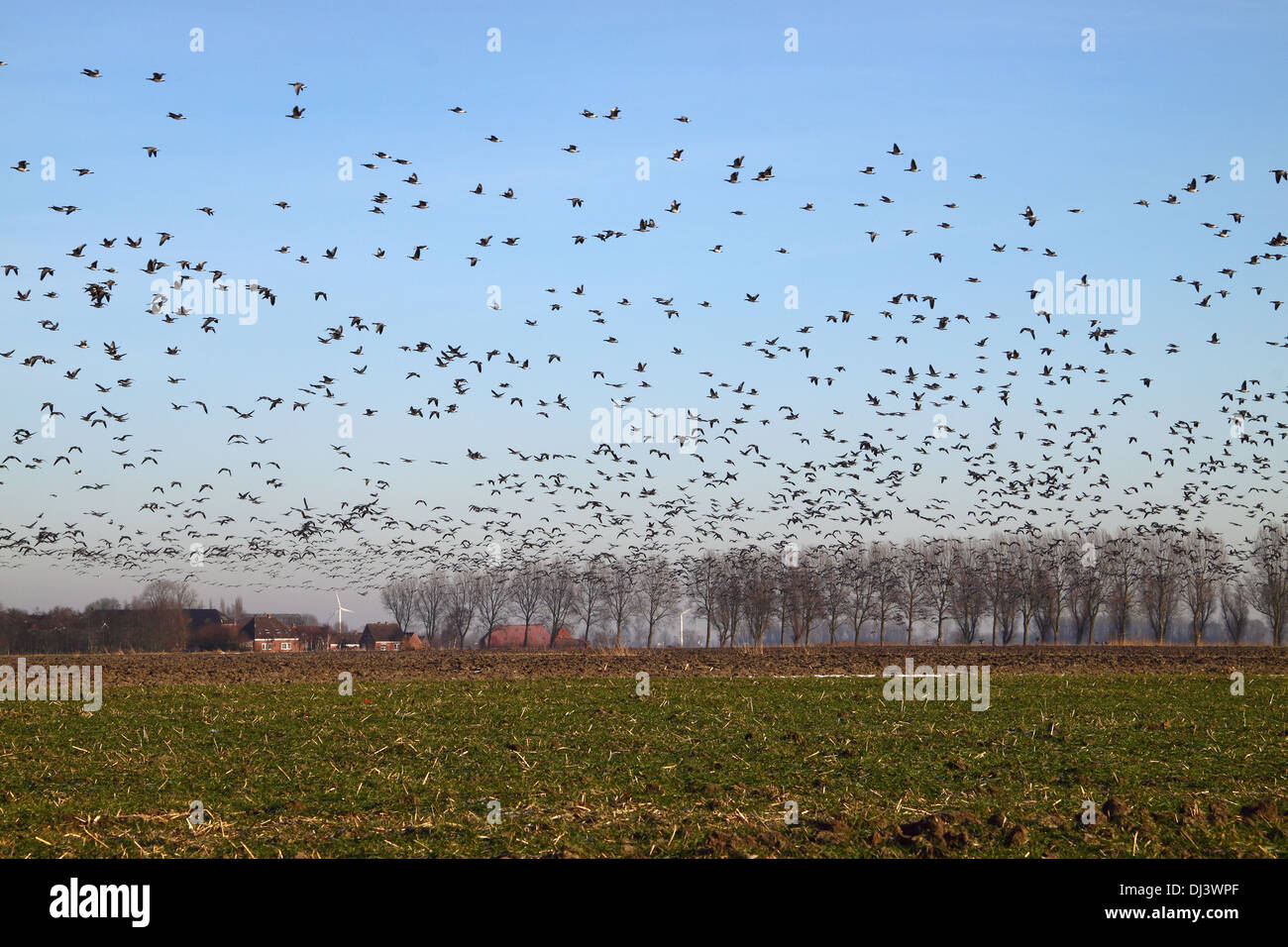 Emden geese hi-res stock photography and images - Alamy