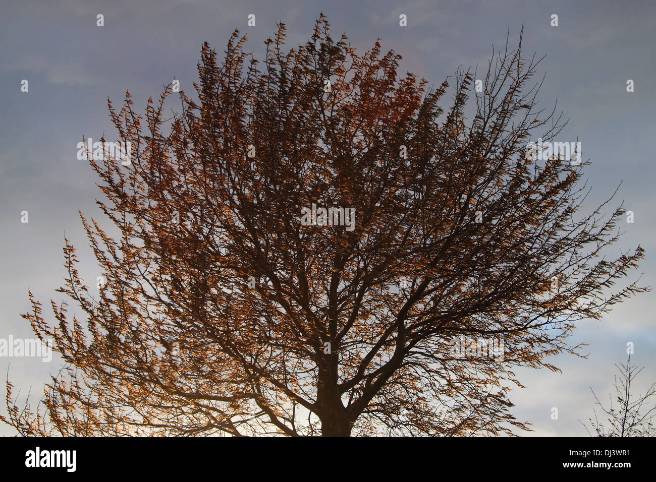 Baum vegetation zweige zweig hi-res stock photography and images - Alamy