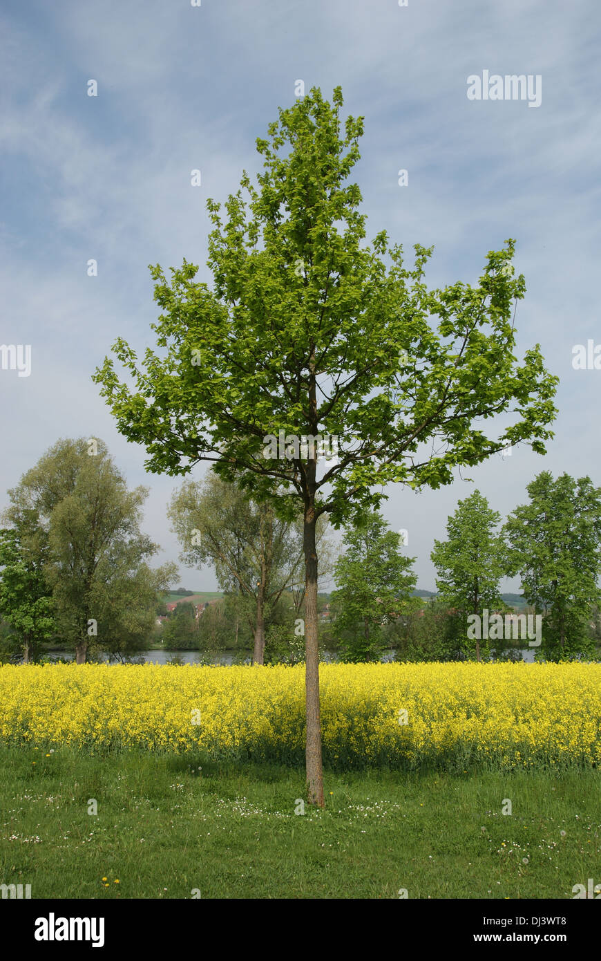 German oak hi-res stock photography and images - Alamy