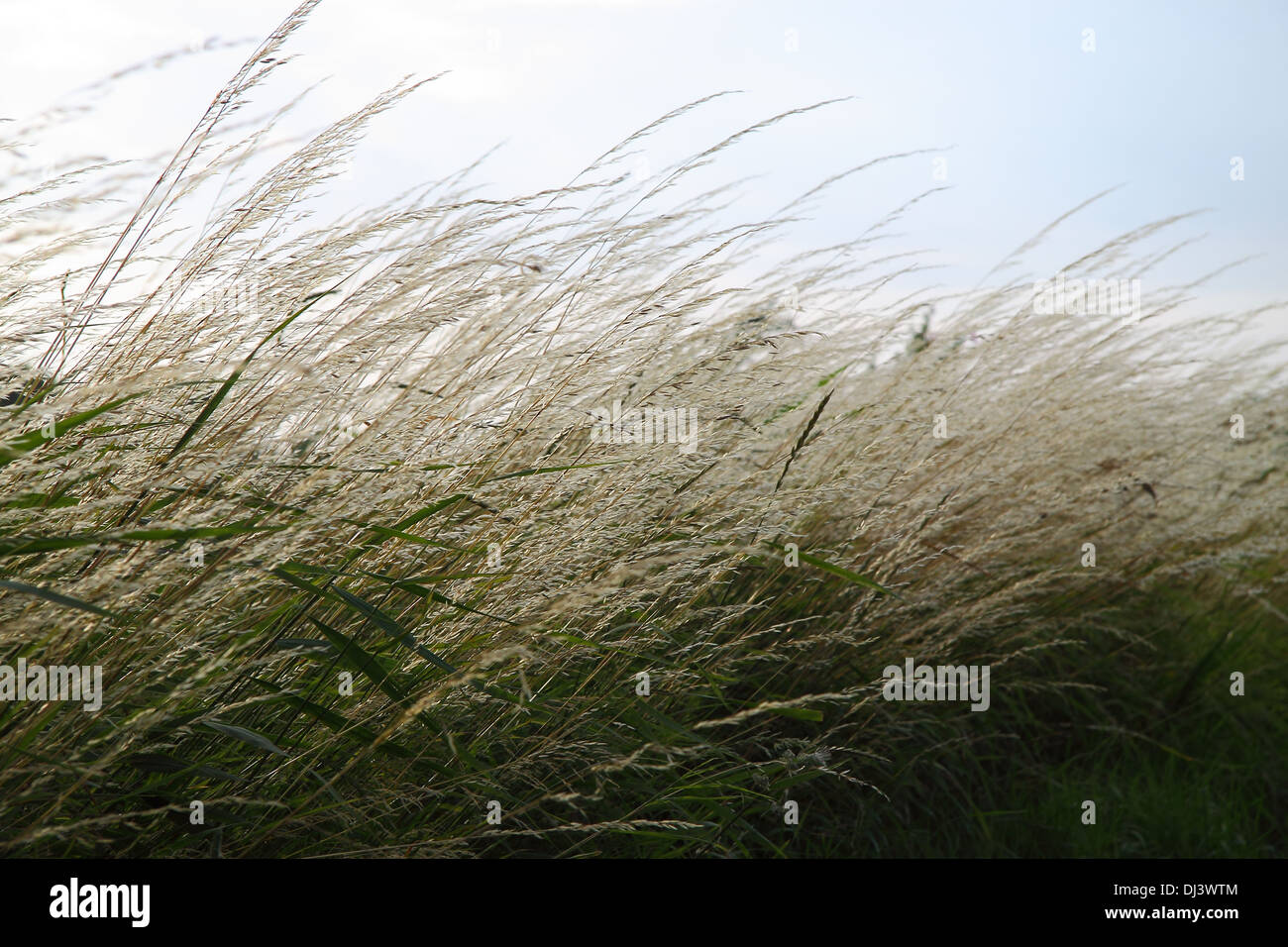 Samen gras hi-res stock photography and images - Alamy