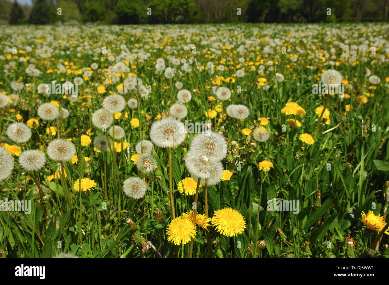 Picture of dandelions hi-res stock photography and images - Alamy