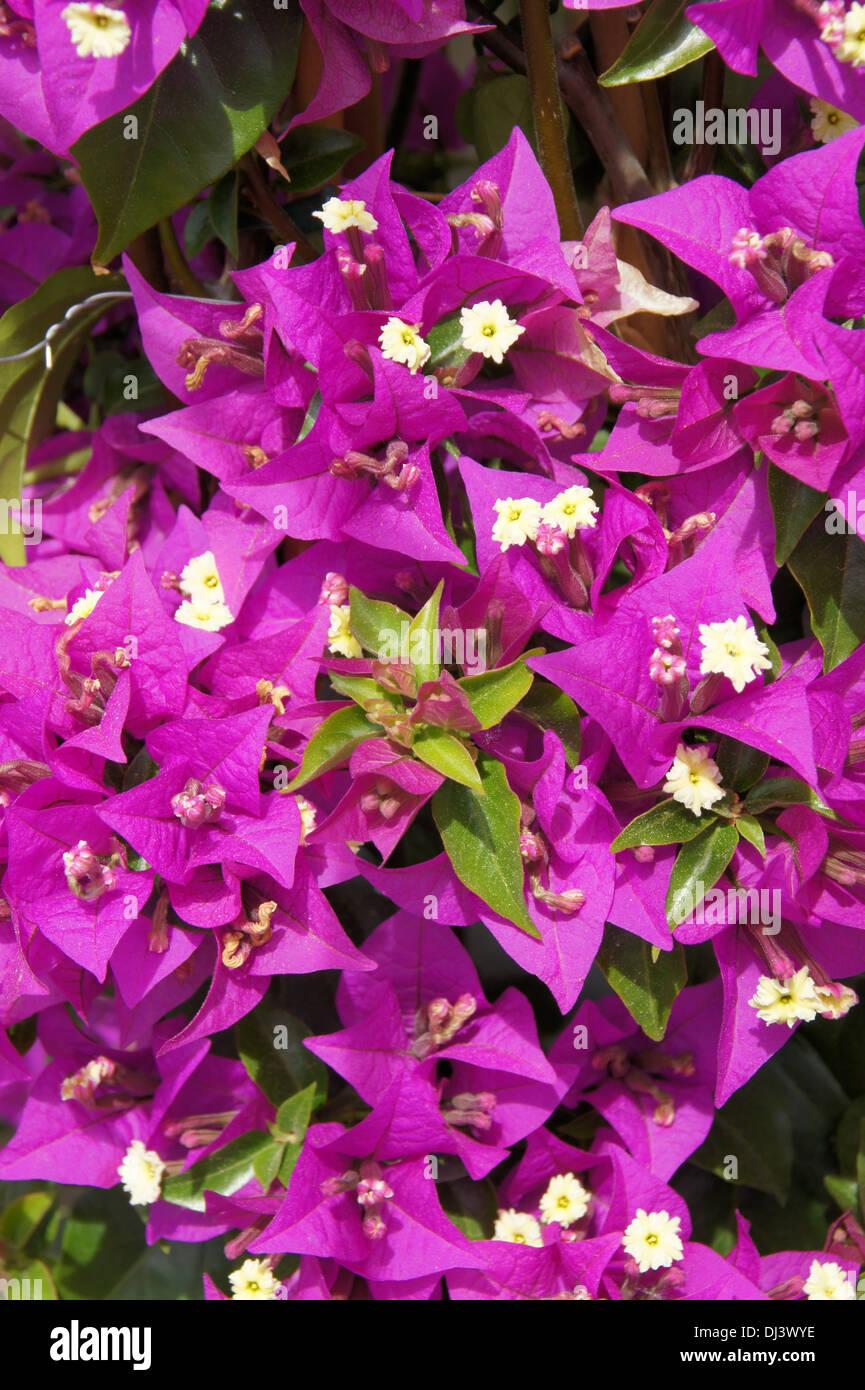 Paper flower garden hi-res stock photography and images - Alamy