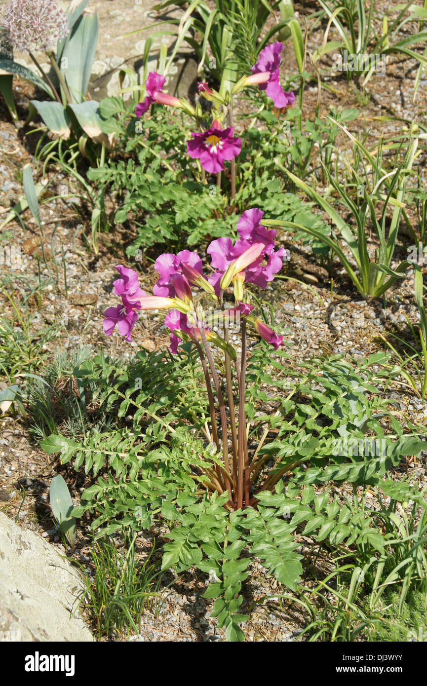 Flower trumpet hi-res stock photography and images - Alamy