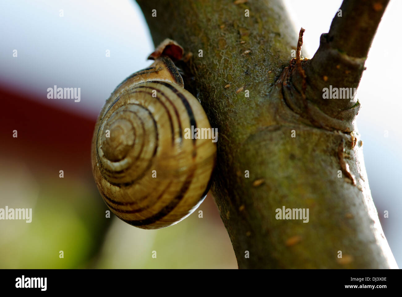 Tree snail hi-res stock photography and images - Alamy