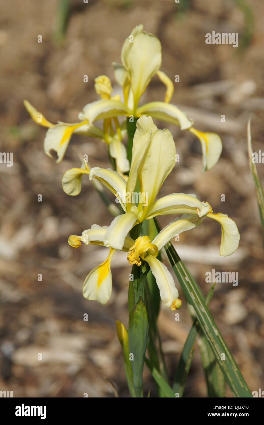 Florentina hi-res stock photography and images - Alamy