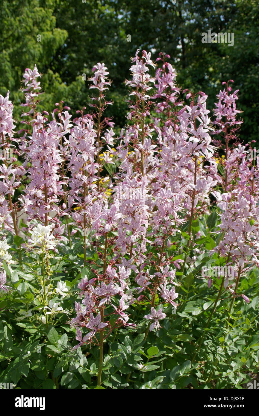 False dittany hi-res stock photography and images - Alamy