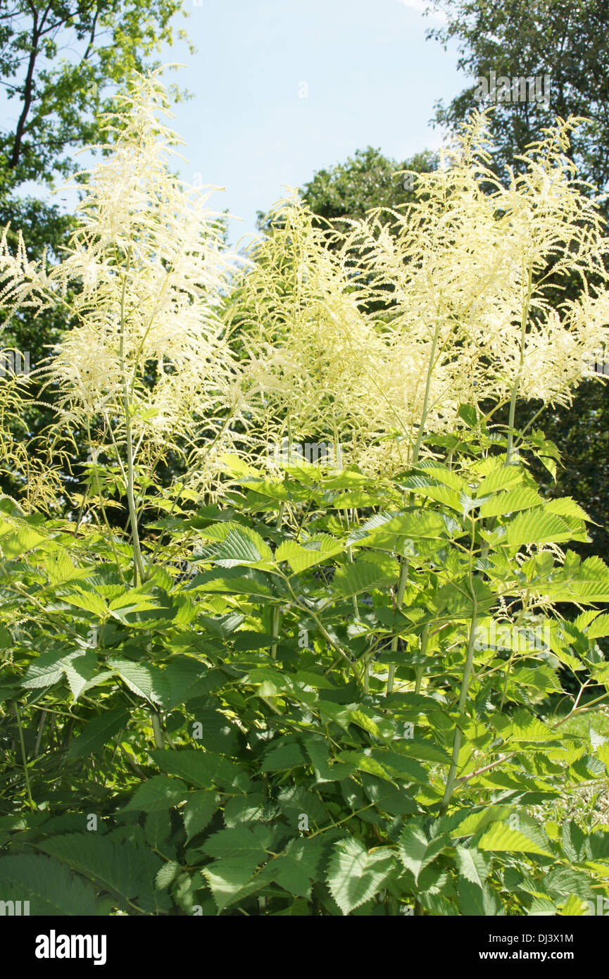 Goatsbeard hi-res stock photography and images - Alamy