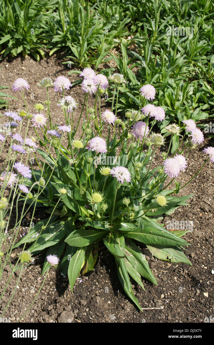 Witwenblumen hi-res stock photography and images - Alamy