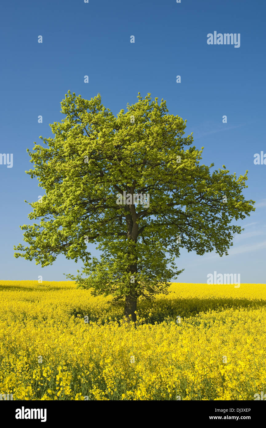 Lime tree in the rape field Stock Photo - Alamy