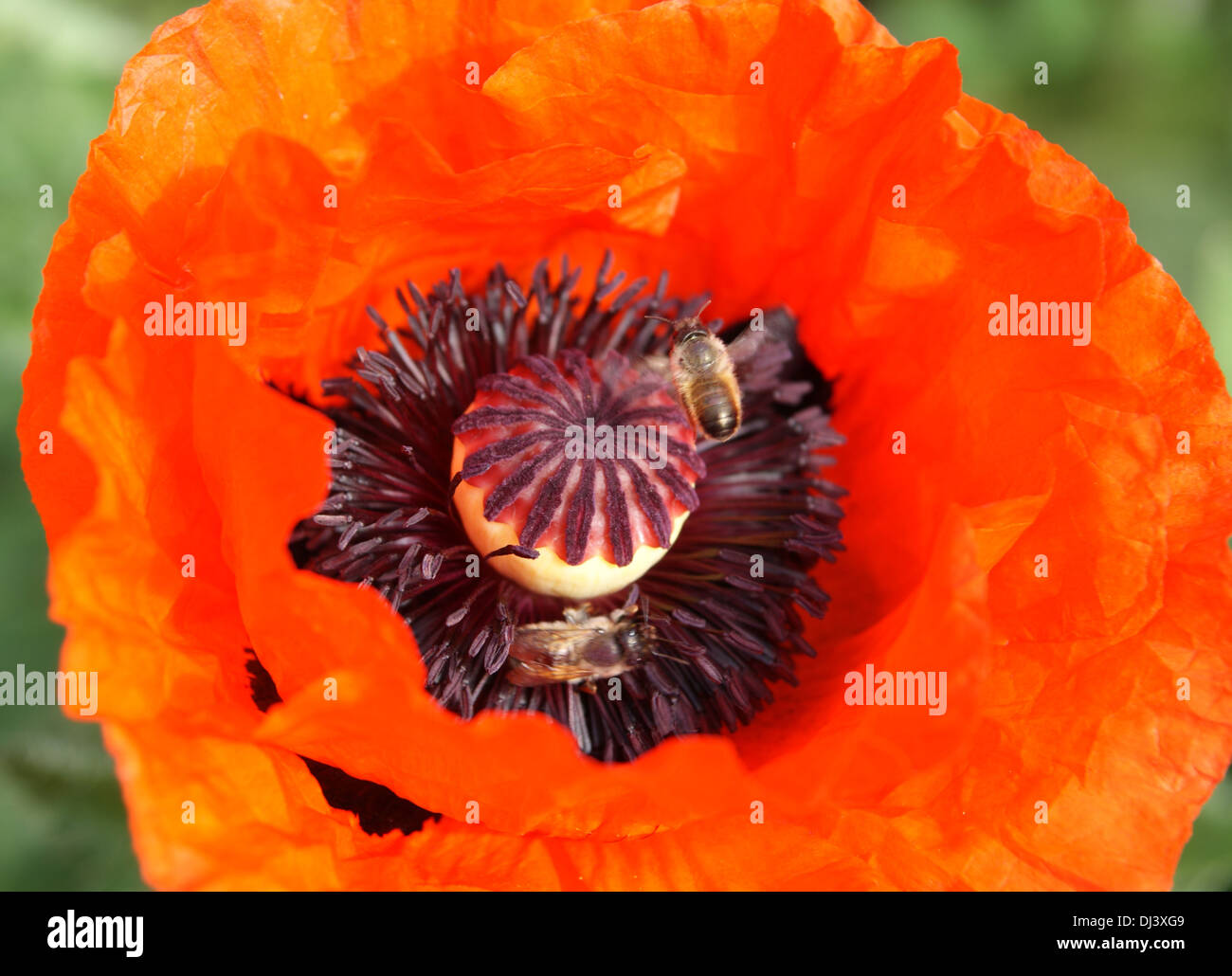 Oriental poppy papaver bracteatum hi-res stock photography and images ...