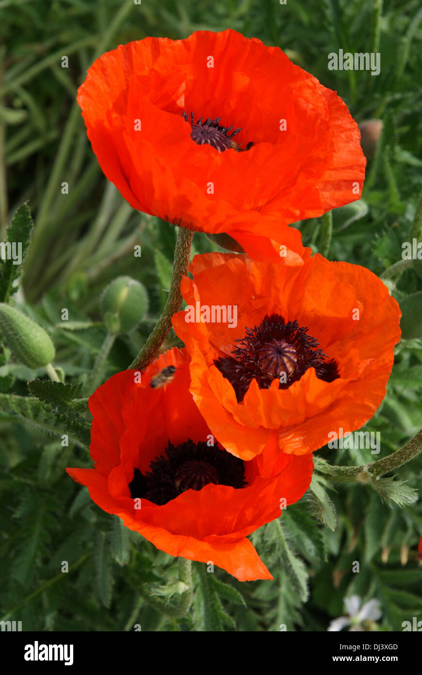 Oriental poppy papaver bracteatum hi-res stock photography and images ...