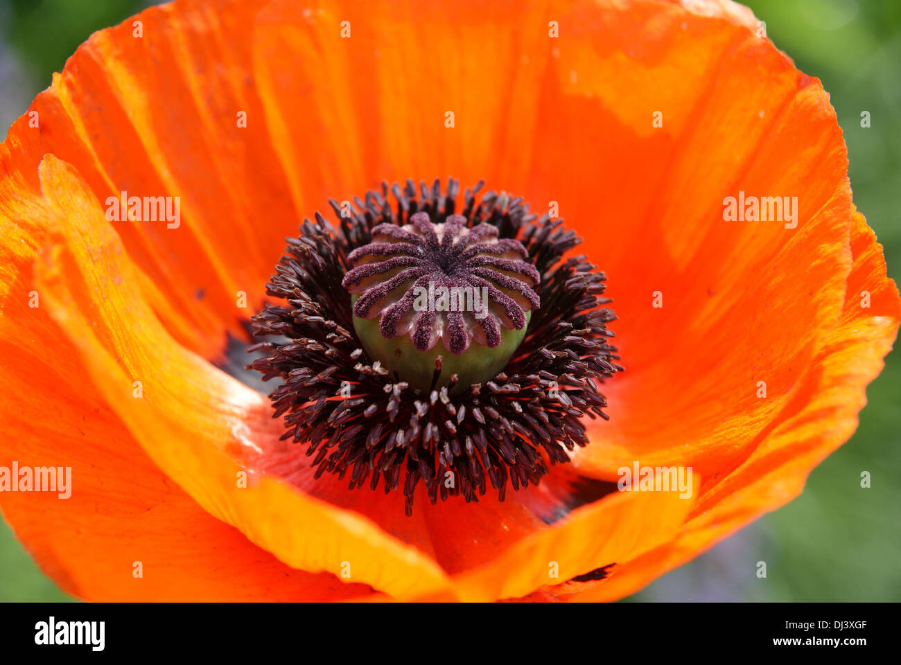 Oriental poppy papaver bracteatum hi-res stock photography and images ...