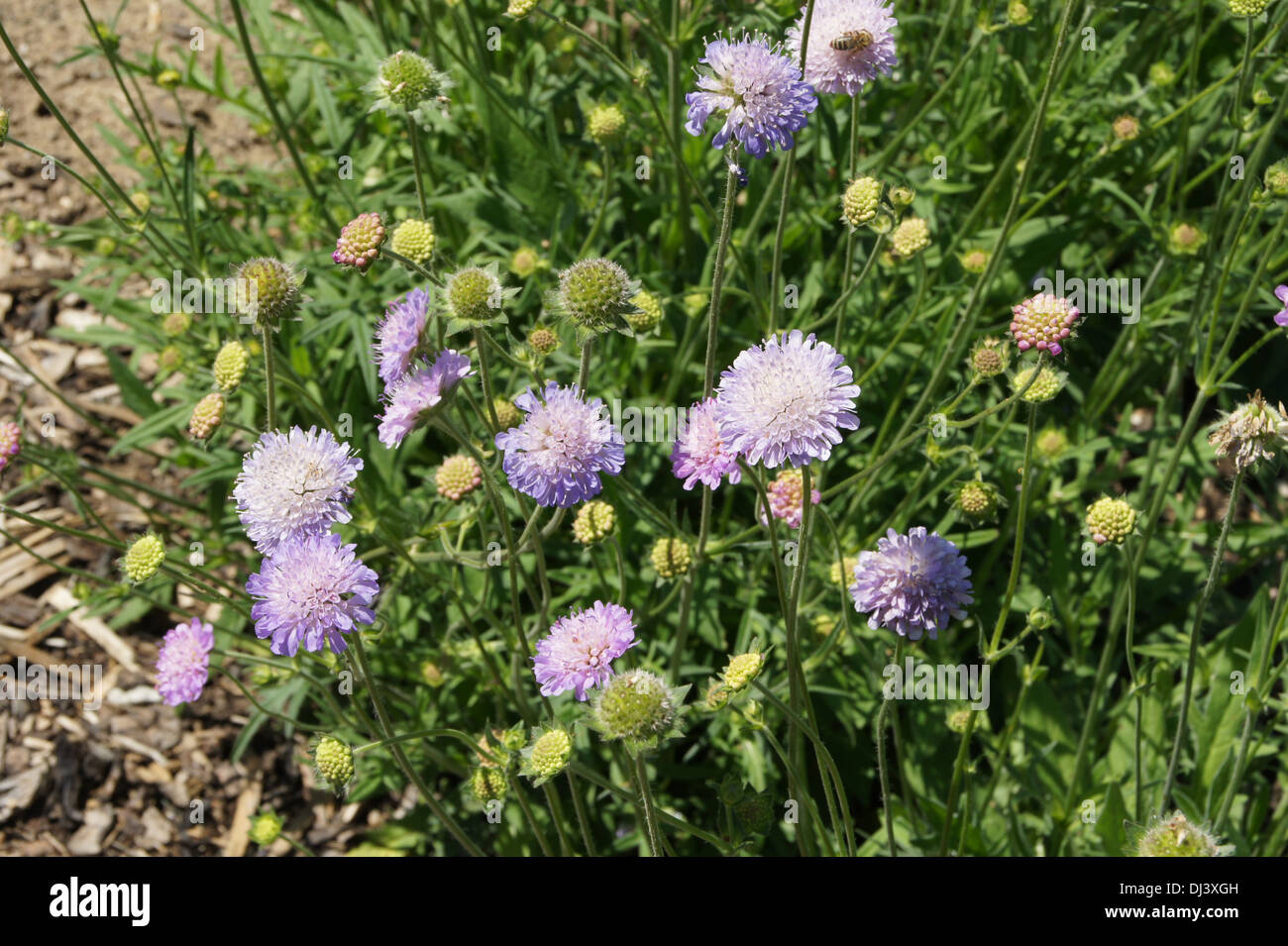 Meadow Widow Flower Stock Photo - Alamy