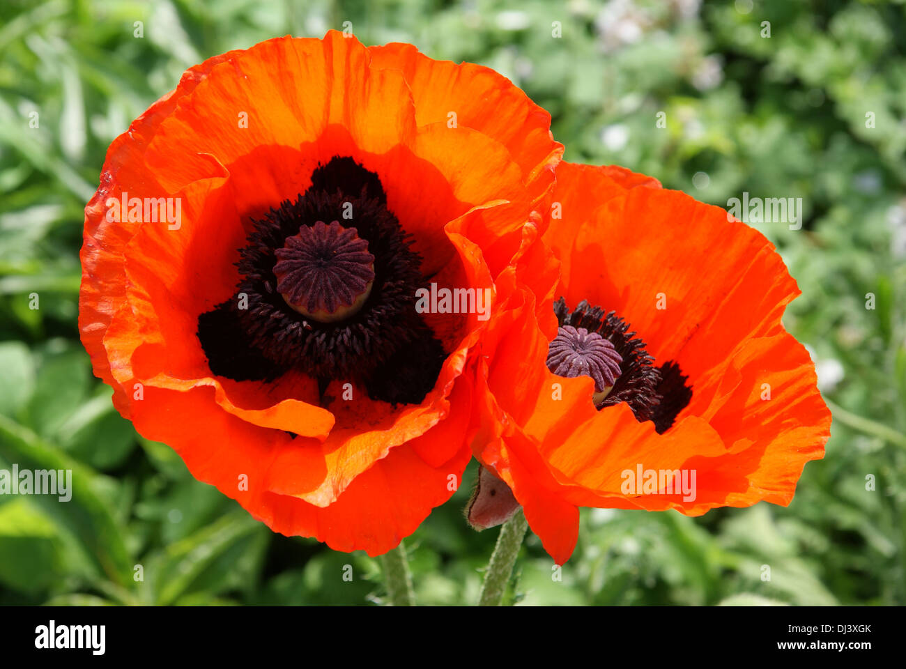 Oriental poppy papaver bracteatum hi-res stock photography and images ...