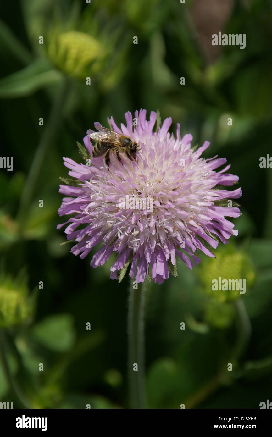 Field widow flower hi-res stock photography and images - Alamy