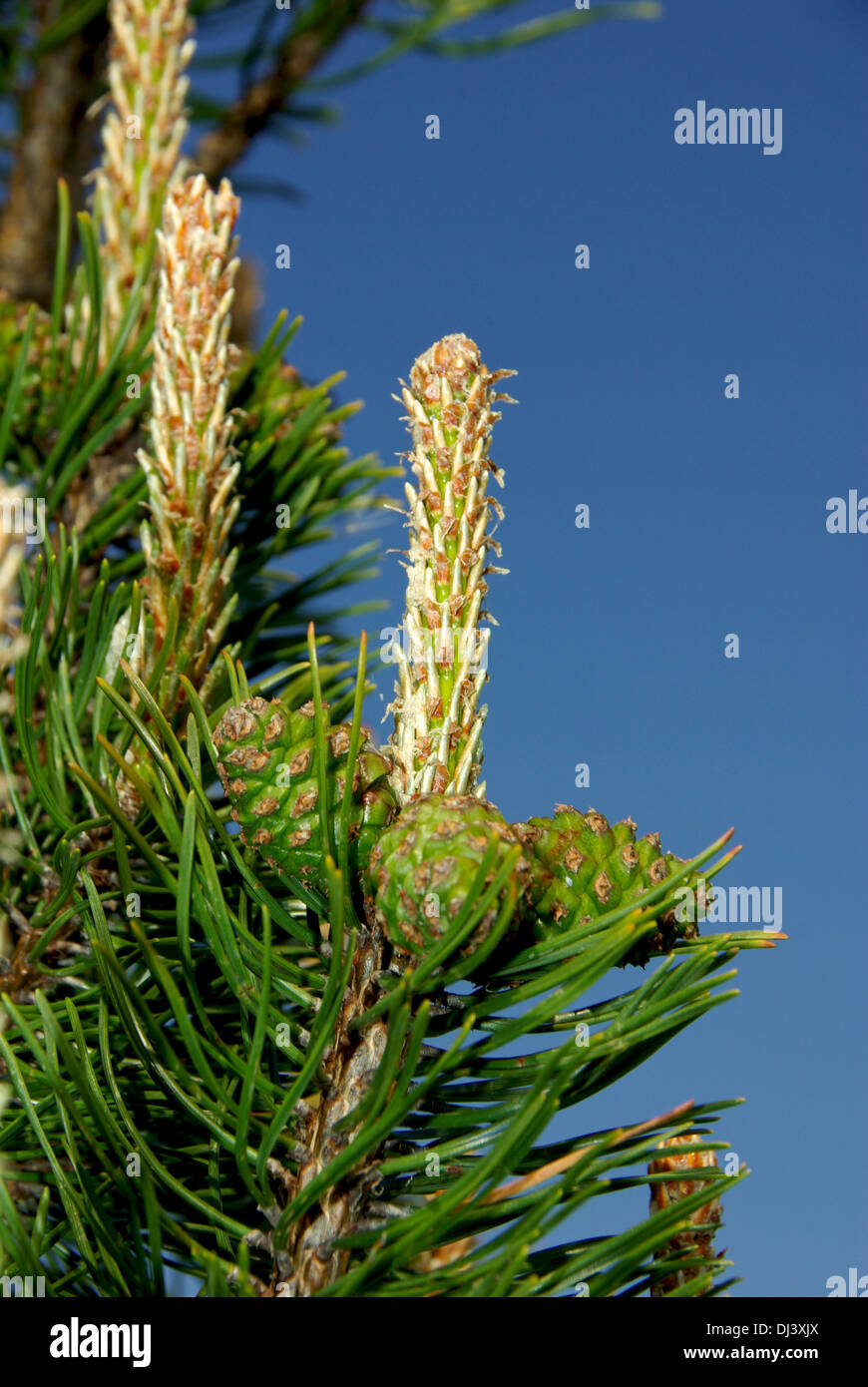 Kiefernnadeln hi-res stock photography and images - Alamy