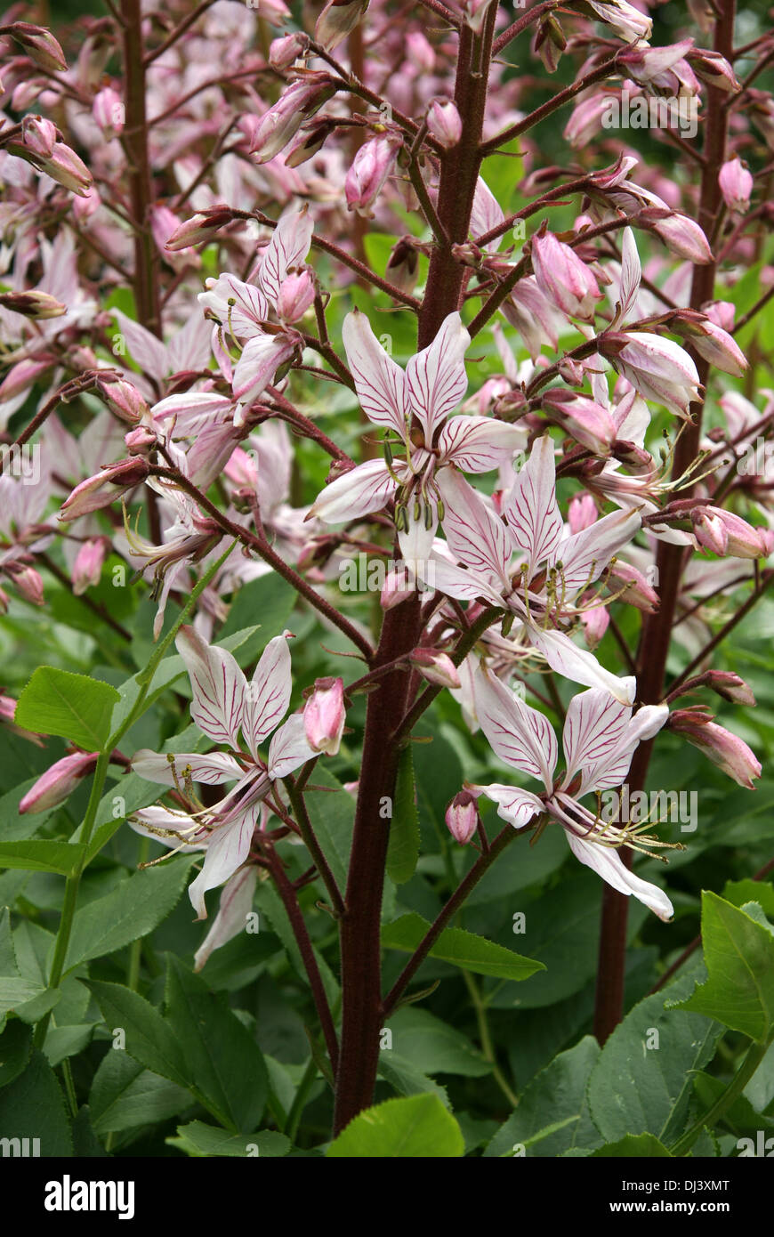 Dittany hi-res stock photography and images - Alamy