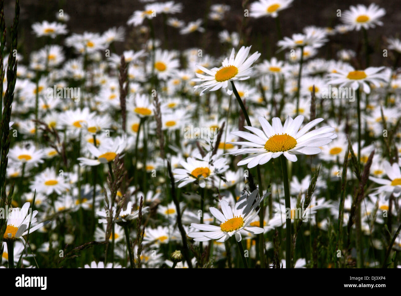 Summermeadow hi-res stock photography and images - Alamy