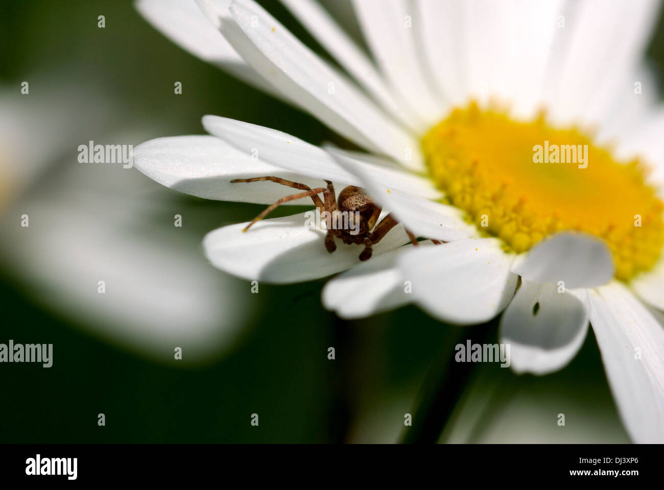 Little spider hi-res stock photography and images - Alamy