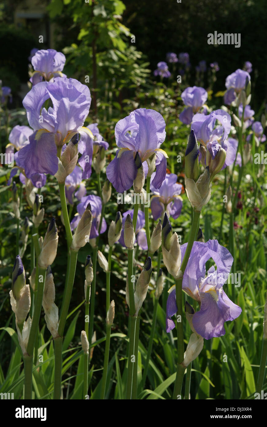 Bartiris hi-res stock photography and images - Alamy