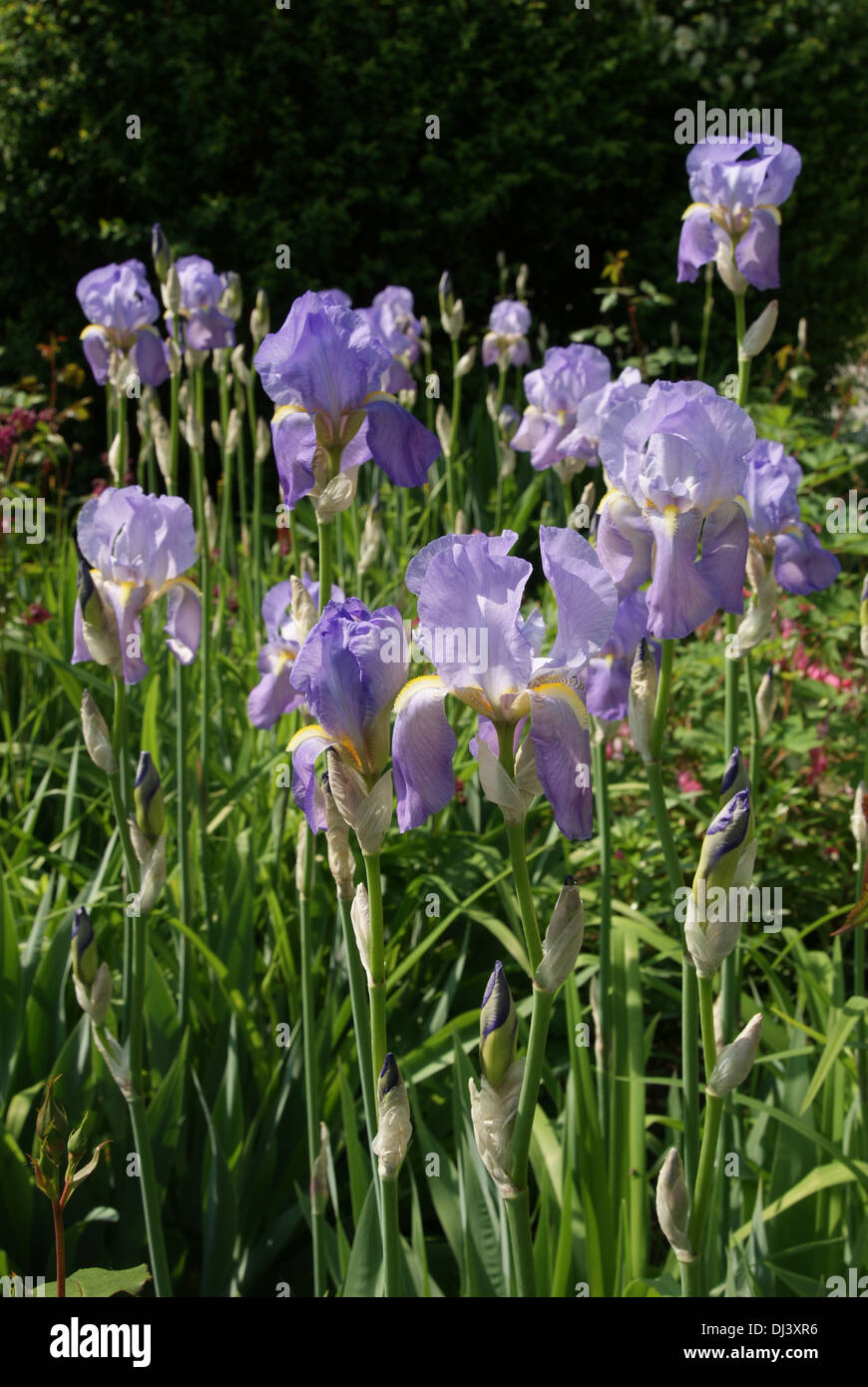 Bartiris hi-res stock photography and images - Alamy