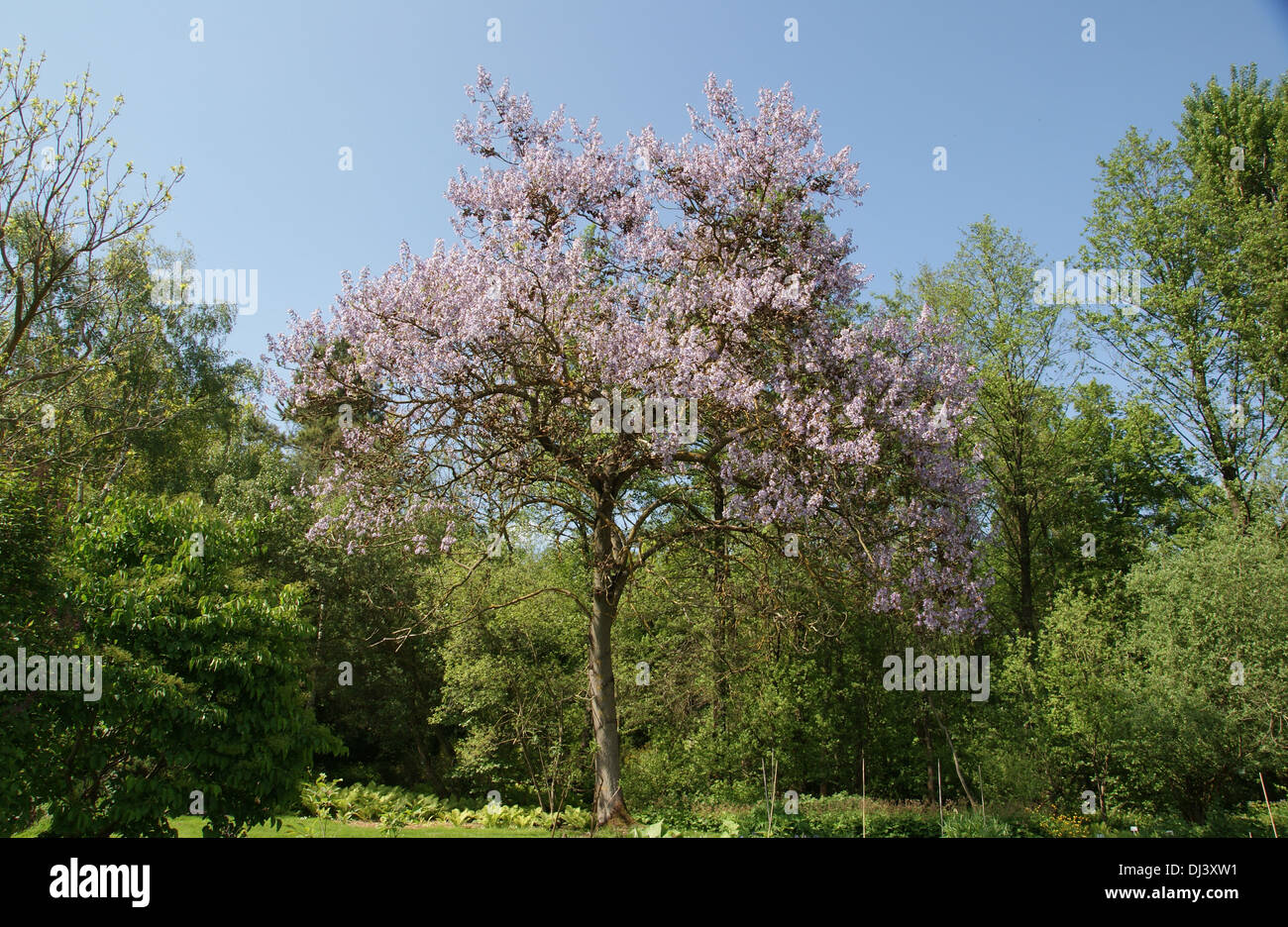 Paulownia tomentosa trees hi-res stock photography and images - Alamy
